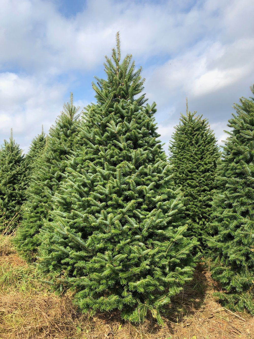 Fraser Fir Christmas Tree Christmas Delivered